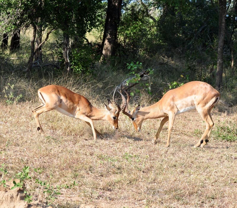 Het Wild Van Afrika: Impala Stock Afbeelding - Image of portret ...