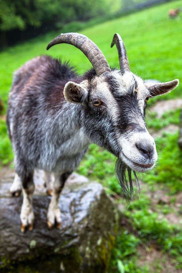 Het Wilde Dier Van De Berggeit Stock Afbeelding - Image of landbouw ...