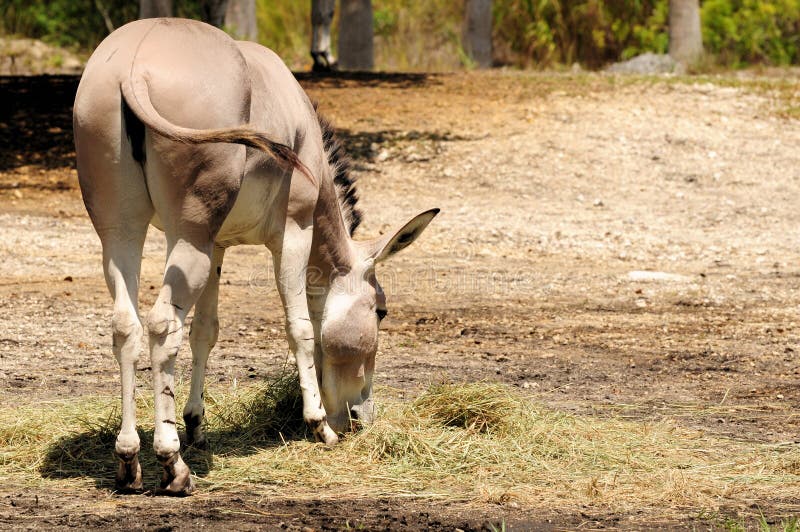 Het wilde ezel eten stock afbeelding. Image of dier, metro - 28958643