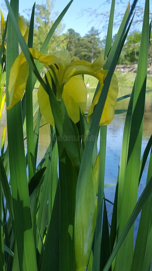 De Wilde Rode En Gele Palulu-bloem Van Installatieheliconia in Tropisch ...