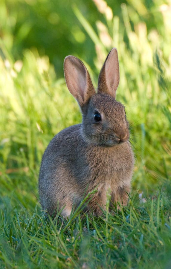 Het Wilde Konijn Van Het Konijntje Stock Foto - Image of konijn, wild ...