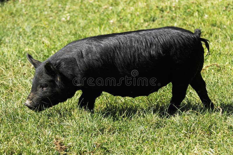 Het Wilde Varken Doorbladeren Stock Foto - Image of zeug, varken: 7526836