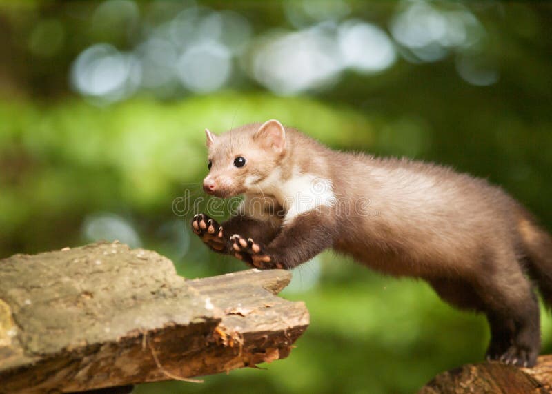 Het Wit Brasted Marter Springend Op Hout - Martes-foina Stock Foto ...