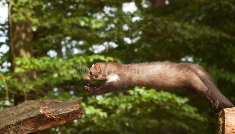 Het Wit Brasted Marter Springend Op Hout - Martes-foina Stock Foto ...
