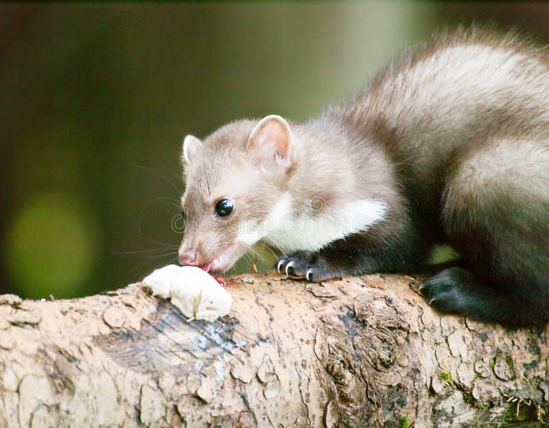 Het Wit Breasted Marter Etend Iets - Martes-foina Stock Afbeelding ...