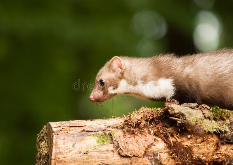 Het Wit Breasted Marter Liggend Op De Boom Stock Afbeelding - Image of ...