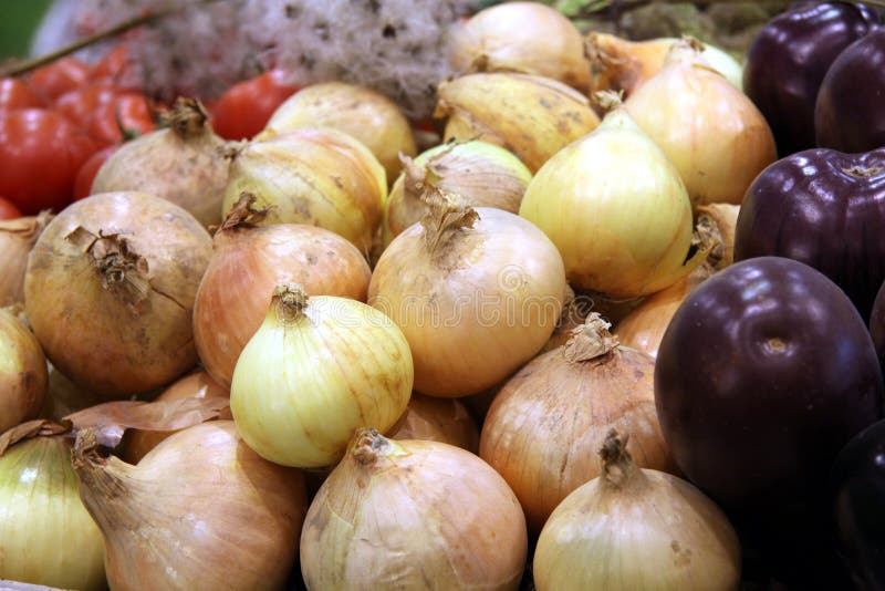 Witte ui op het tuinbed stock afbeelding. Image of groei - 42513459