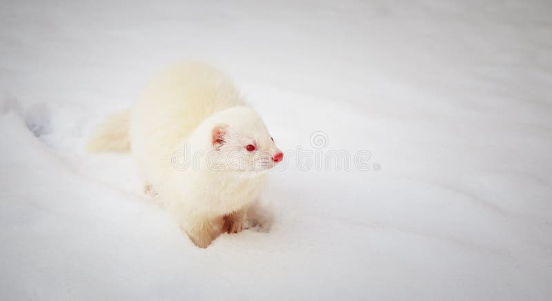 Het Witte Albinofret Spelen in De Sneeuw Stock Foto - Image of ...