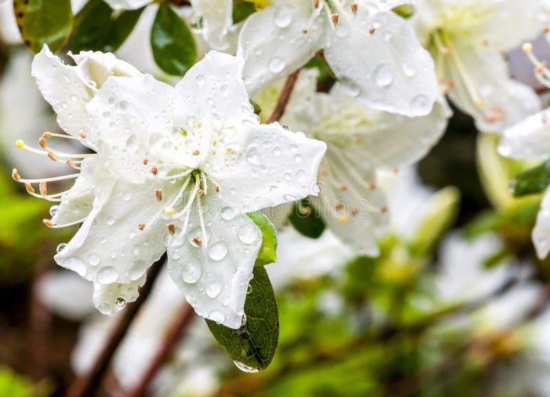 De Witte Azalea Bloeit In Bloei Die De Anatomie Van Een Bloem Toont: De ...