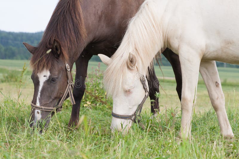 Het Witte En Bruine Paard Eten Stock Afbeelding - Image of haar, gebied ...