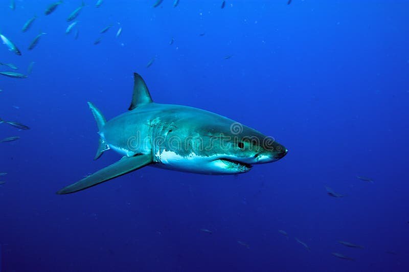 De Staarten Van Haaien Bij Een Vissenmarkt, Doubai, De V.a.E Stock ...