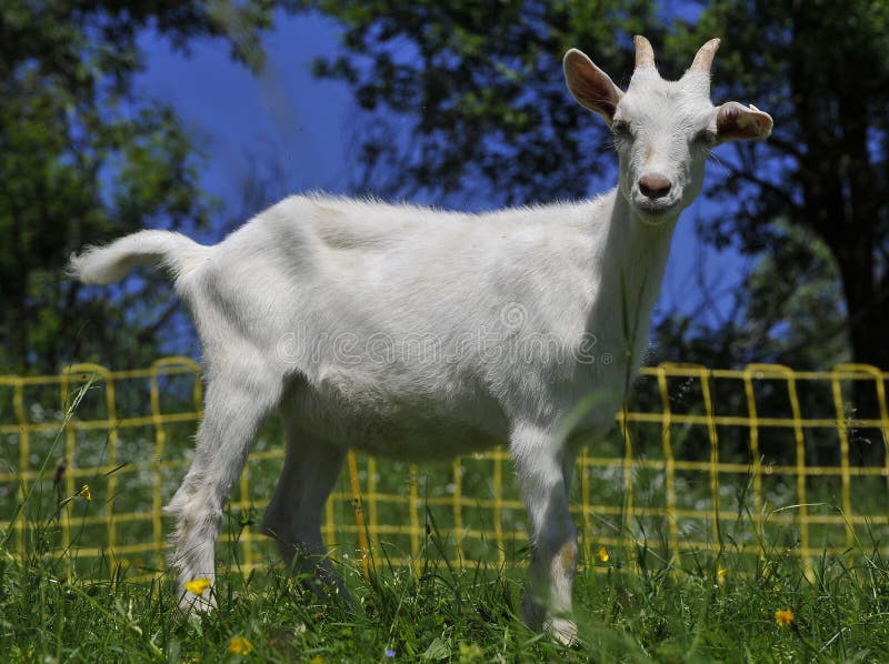 Het Witte Jonge Geitje Van De Geit Stock Foto - Image of geit, leef ...