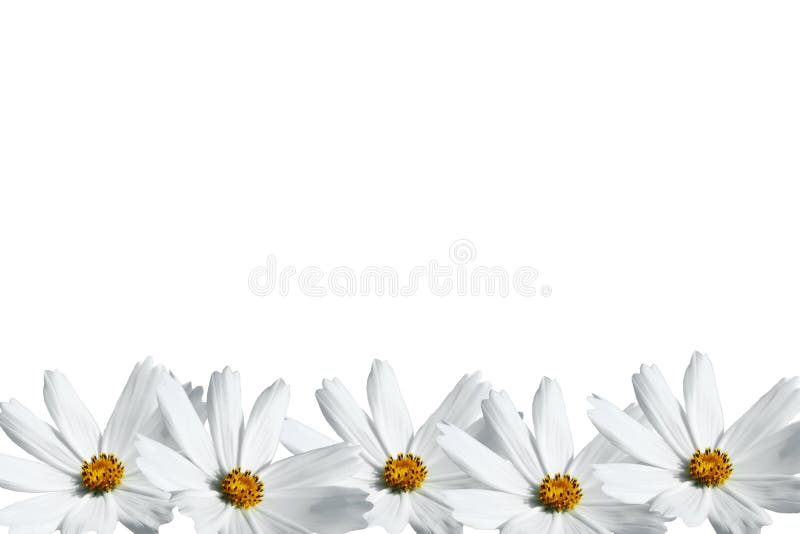 Het Witte Kader Van De Kosmosbloem Stock Afbeelding - Image of ...