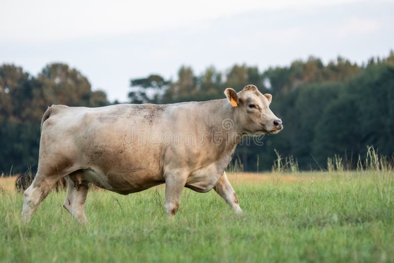 Witte Simmental Vaars Met Wit Oormerk Stock Afbeelding - Image of ...