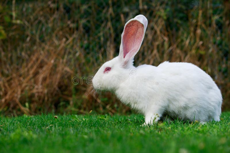 Het witte Konijn stock afbeelding. Image of achtertuin - 78249359