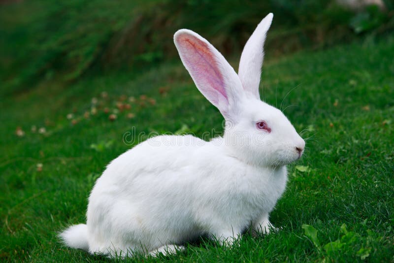 Het witte Konijn stock afbeelding. Image of fokkerij - 78249371