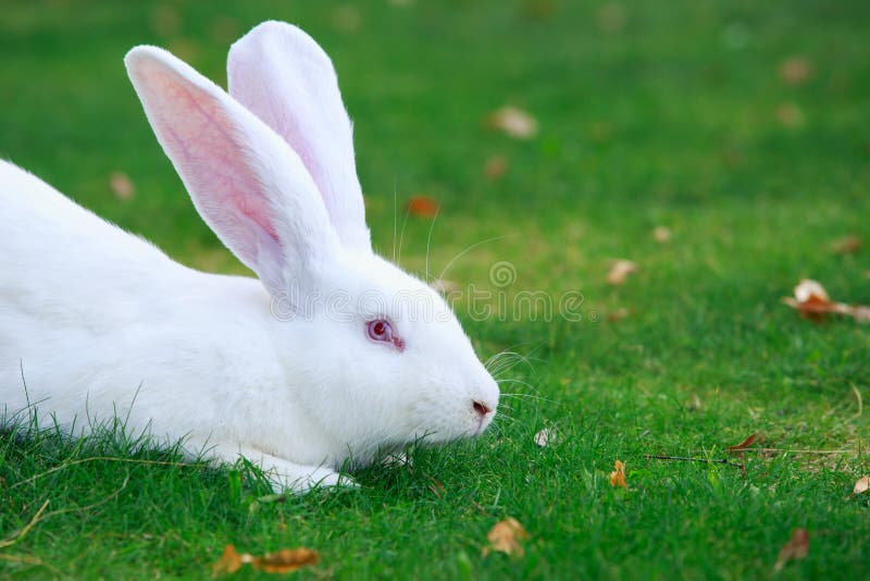 Het witte Konijn stock foto. Image of zoogdier, leuk - 78249444