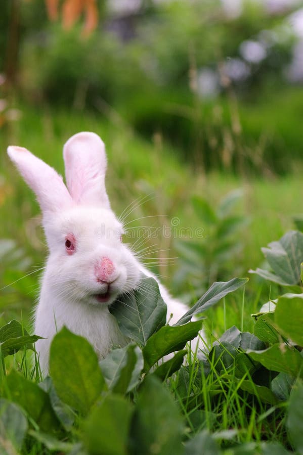 Het witte konijn eet gras stock foto. Image of konijntje - 12208596