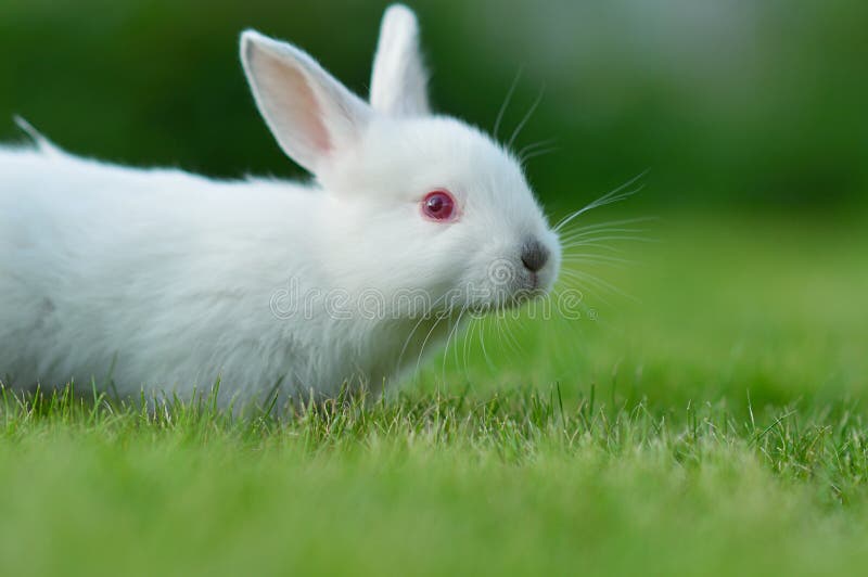 Het Witte Konijn Van De Baby in Gras Stock Foto - Image of nadruk, ogen ...
