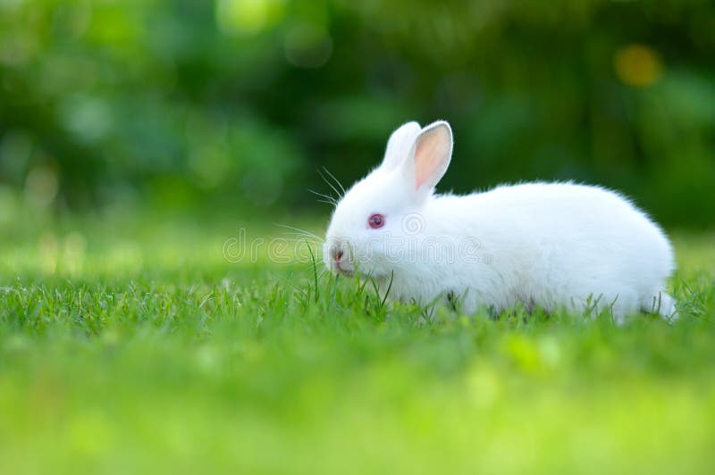 Het Witte Konijn Van De Baby in Gras Stock Foto - Image of gras ...
