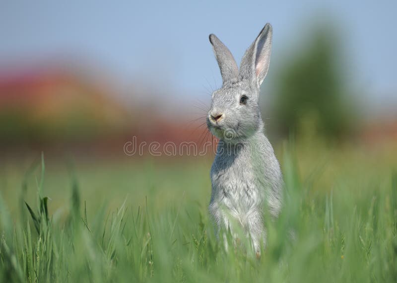 Het witte konijn zit stock foto. Image of zitting, grijs - 24979438