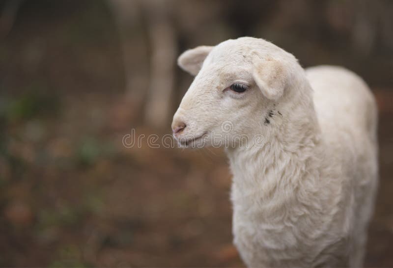 Het schaap blaat stock foto. Image of profiel, land, productie - 39692424