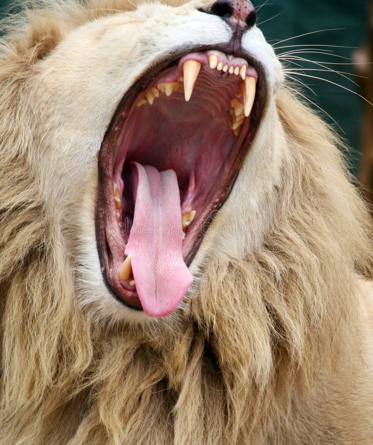 Het witte leeuw grommen stock afbeelding. Image of scherp - 16899157