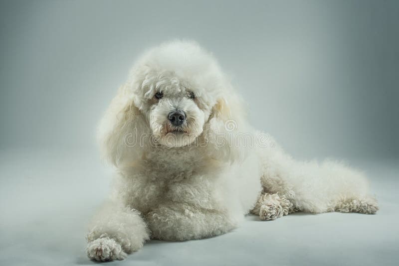 Witte poedel stock foto. Image of hond, binnenlands - 166808678