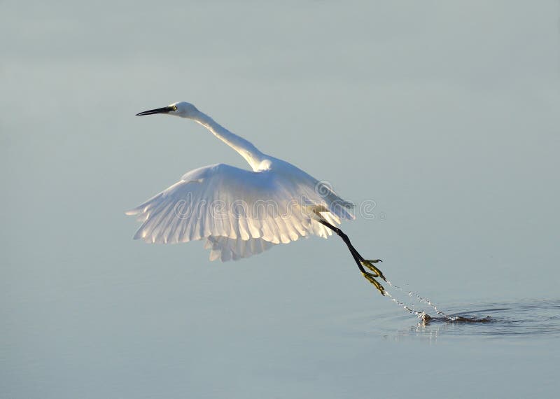 Witte reiger springt stock foto. Image of reiger, gevederte - 30740708
