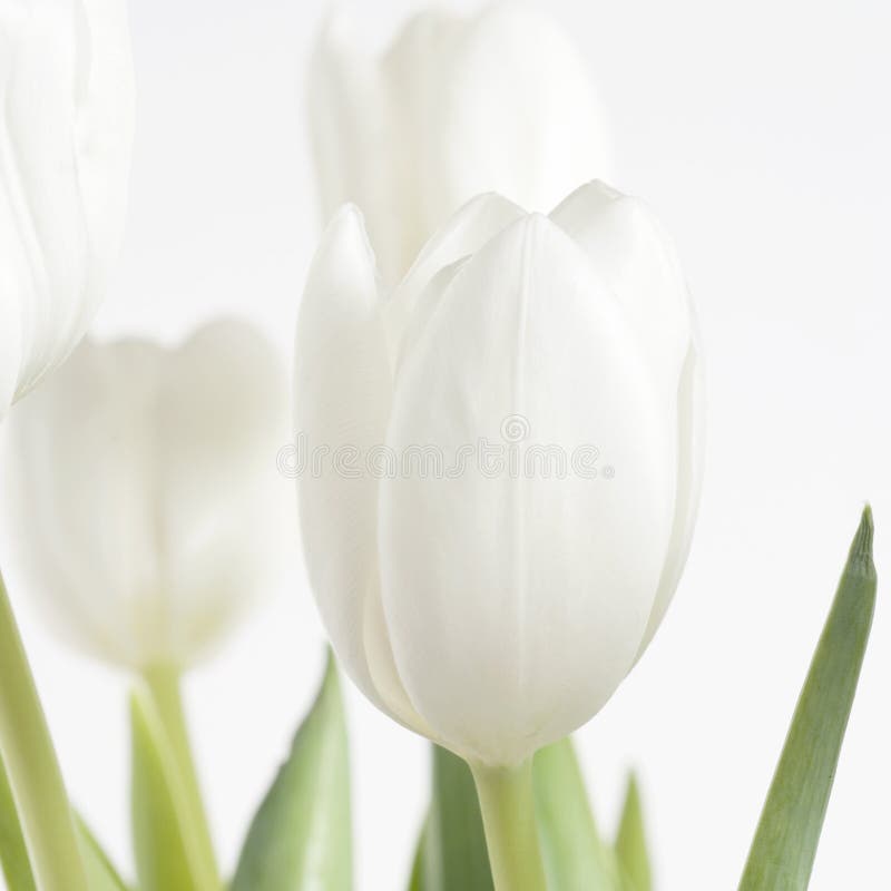 Het Witte Tulp Enkel Sq Openen Stock Afbeelding - Image of bloesem ...