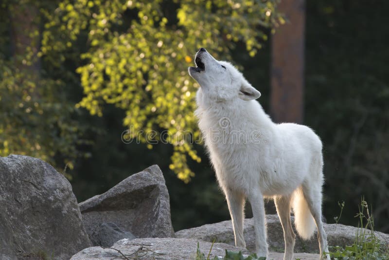 Witte Wolven Met Blauwe Ogen Huilen Spreekbeurt Wolven | DierenWiki