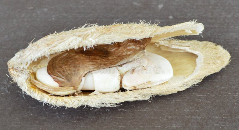 Mango-zaden Endocarp En Kernal Zij Aan Zij. Stock Foto - Image of ...