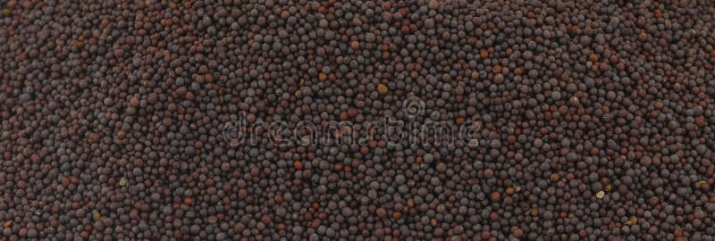 Het zaad van de mosterd stock foto. Image of houten, geïsoleerd - 91243838