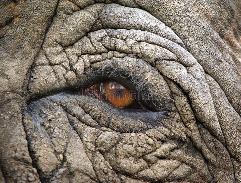 Zachte olifantenblik stock afbeelding. Image of bruin - 14735191