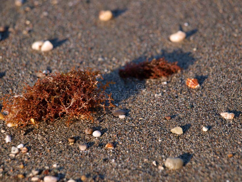 Het Zeewier Beached Op Rhodos. Stock Foto - Image of zeewier, grond ...