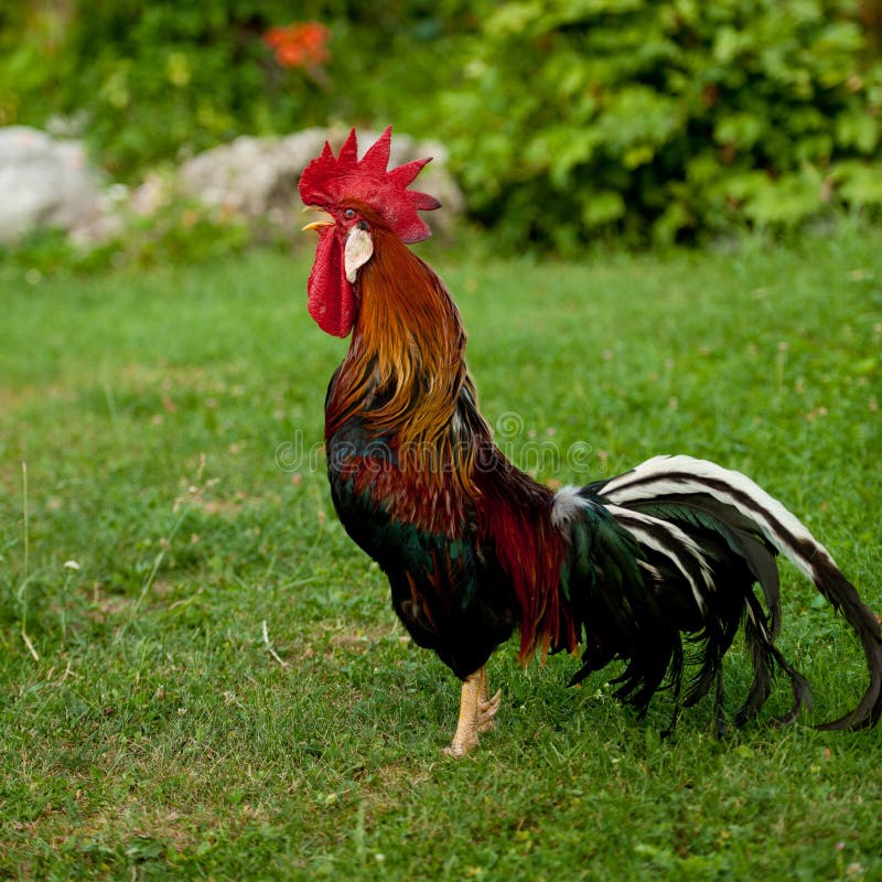 Het Zingen Van De Haan - Haan Op Een Gras Stock Foto - Image of ...