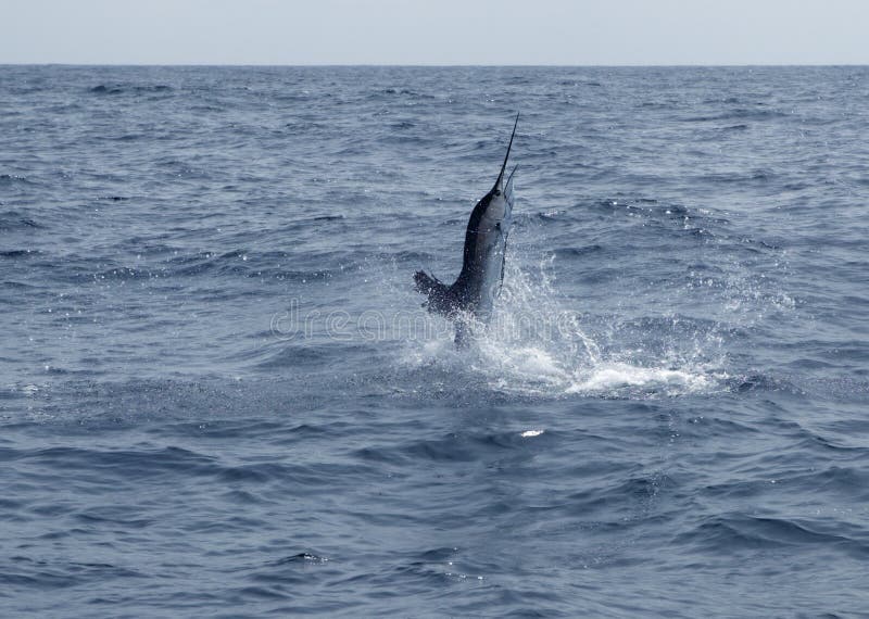 1,664 Zeilvis de Foto's van de Voorraad - de Vrije & Royalty-Vrije Foto ...