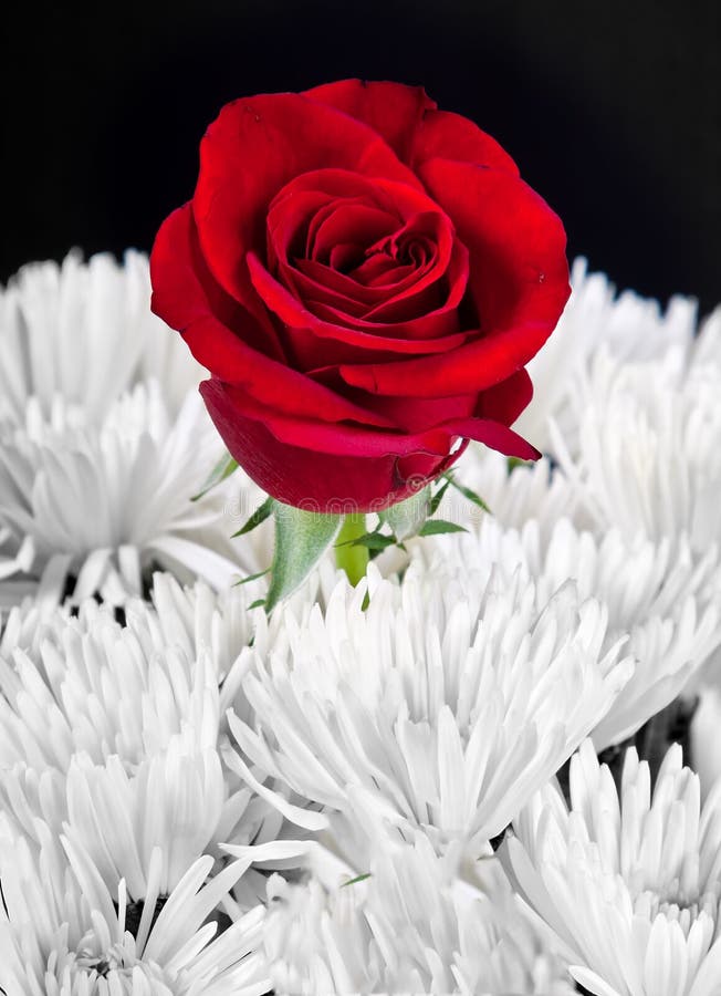 Rood Nam Contrast in Witte Bouqet Toe Stock Foto - Image of ...
