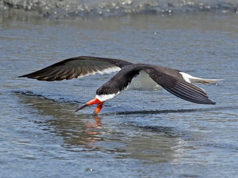 Het Zwarte Afromen Van De Schuimspaan Stock Foto - Image of wild ...