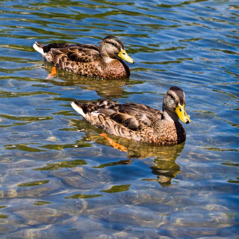 Het Zwemmen Van De Eenden Van De Wilde Eend Stock Foto - Afbeelding ...
