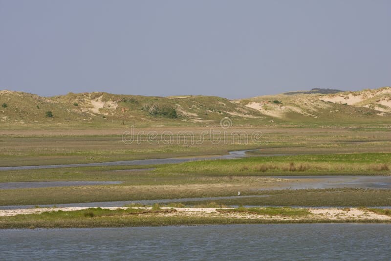 Het Zwin - Belgium stock photo. Image of zwin, nature - 7770672
