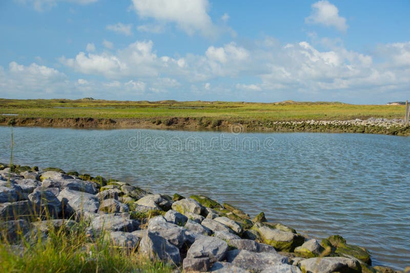Het Zwin Nature Reserve, Belgium Stock Image - Image of plant ...
