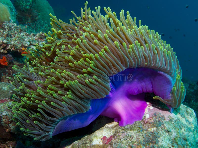 Sea Fan Coral stock photo. Image of stars, coral, blue - 1484850