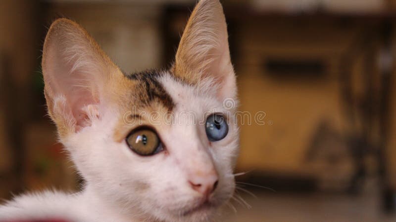Heterochromia cat stock image. Image of heterochromia - 94503603