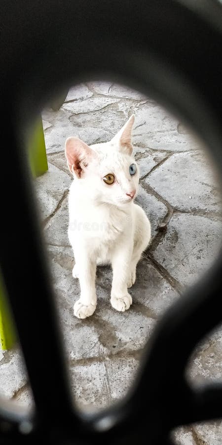 Double Eye Colored Cat Stock Photos - Free & Royalty-Free Stock Photos ...