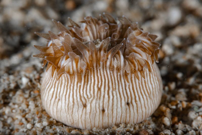 Solitary Coral Heterocyathus Aequicostatus Stock Image - Image of ocean ...