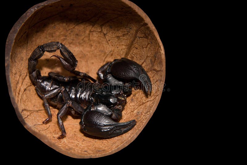 Coconut Scorpion Shell Stock Photos - Free & Royalty-Free Stock Photos ...