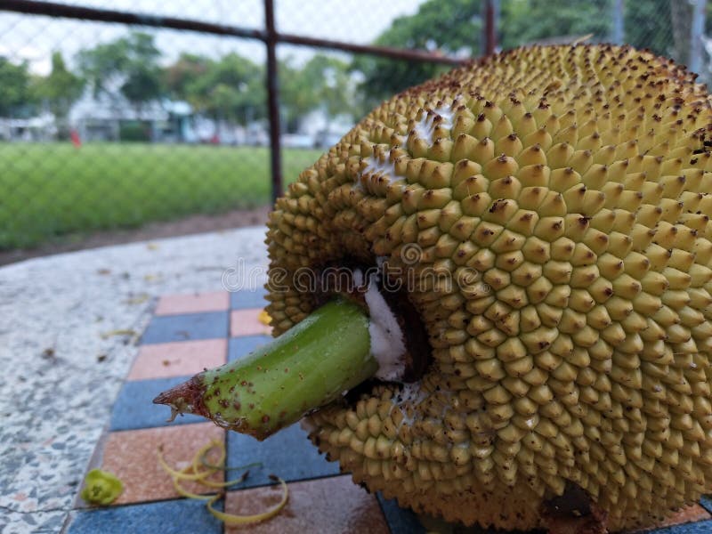 A.heterophyllus stock photo. Image of heterophyllus - 113490972