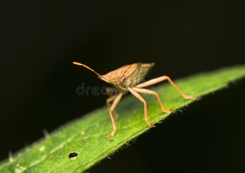 Heteroptera stock image. Image of invertebrate, background - 20810091