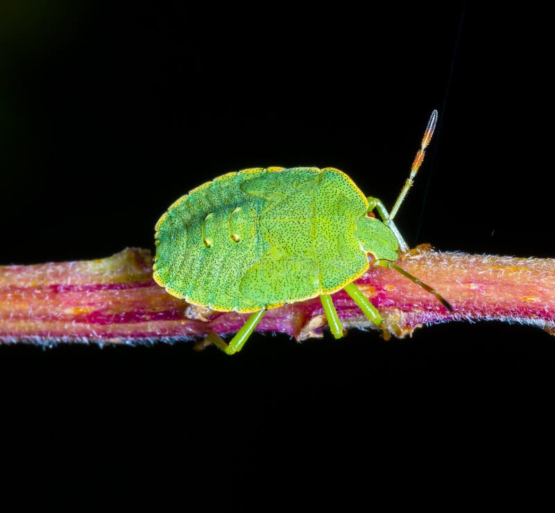 1,238 Heteroptera Pentatomidae Stock Photos - Free & Royalty-Free Stock ...